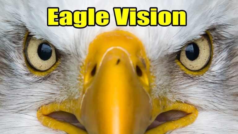 Eagle vision – Eagle Home Inspections Blog