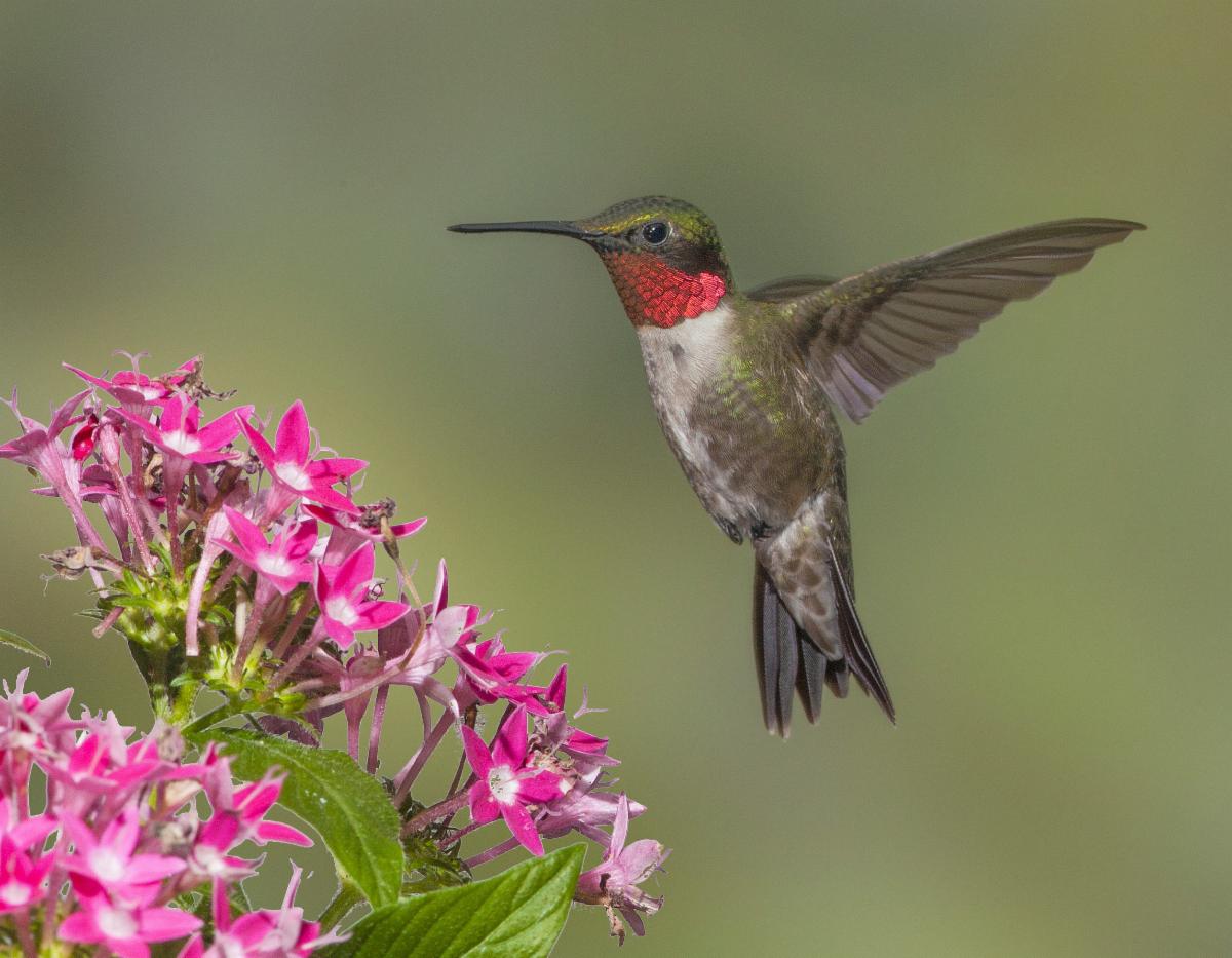 Hummingbird Happiness – Eagle Home Inspections Blog